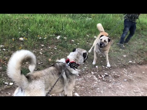 SERBÜLENT ÖZGİRAY’IN BARON VE AZAP KARŞILAŞMASI