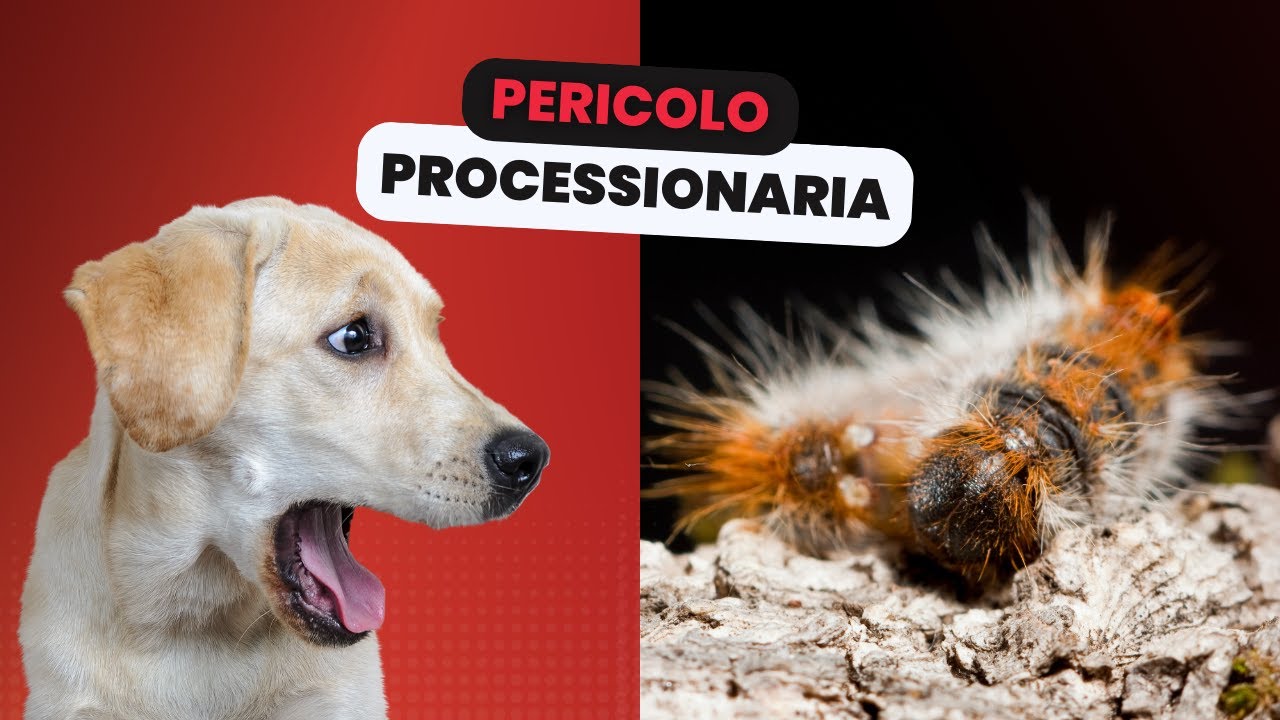 Processionaria: cos'è, quali sono i pericoli per il cane e cosa fare in ...