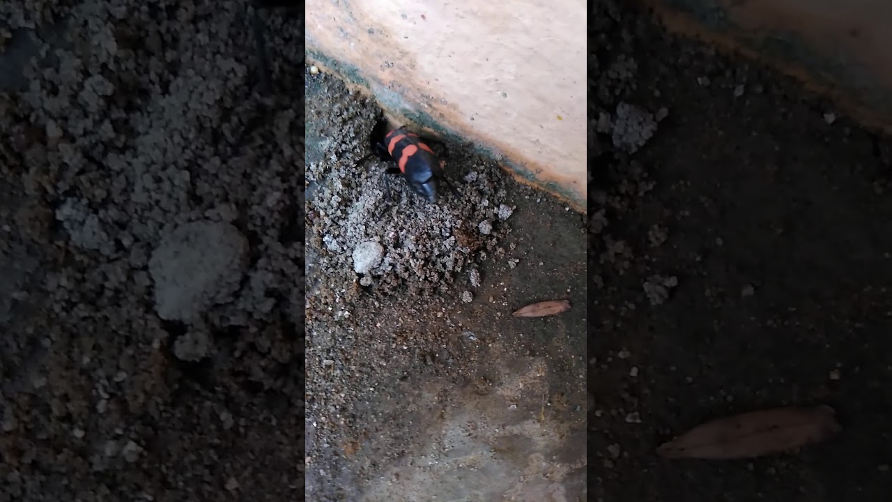 Beautiful beetle digging - YouTube