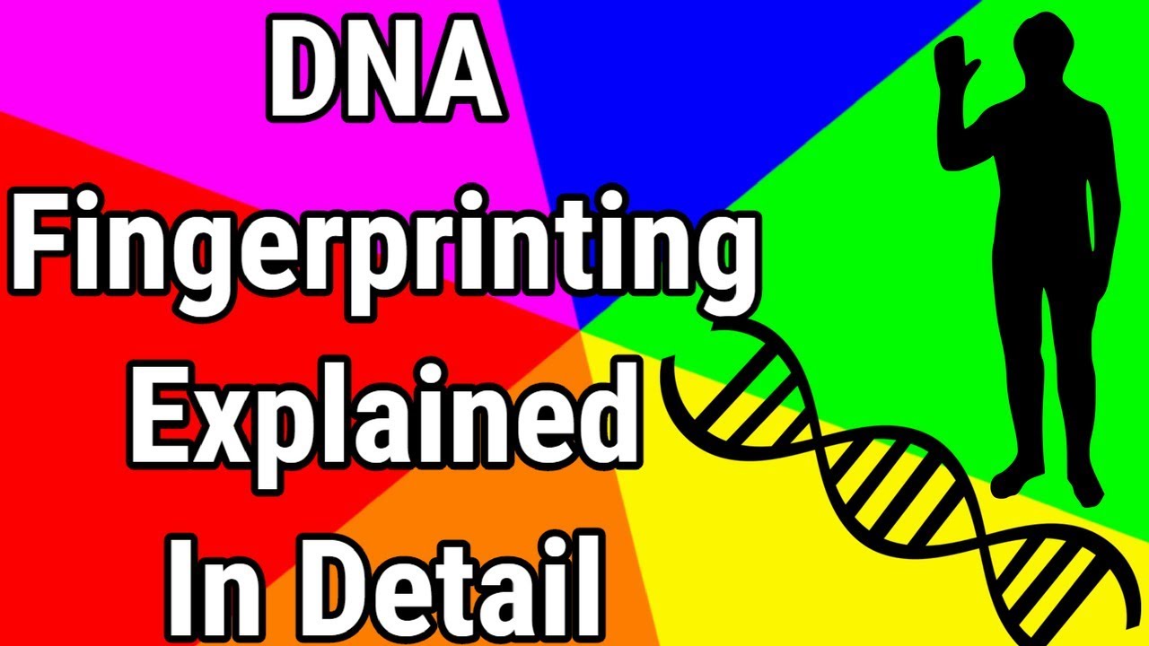DNA fingerprinting explained | How it is performed? - YouTube