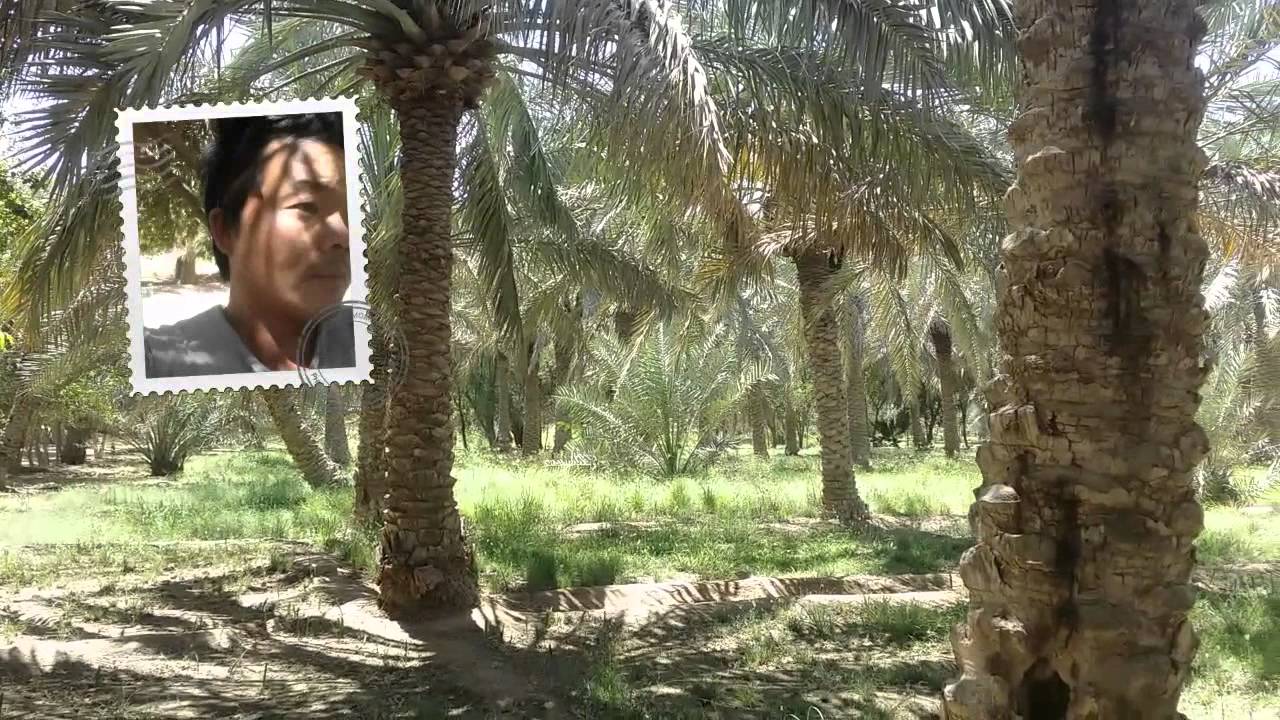 khajur tree in qatar - YouTube