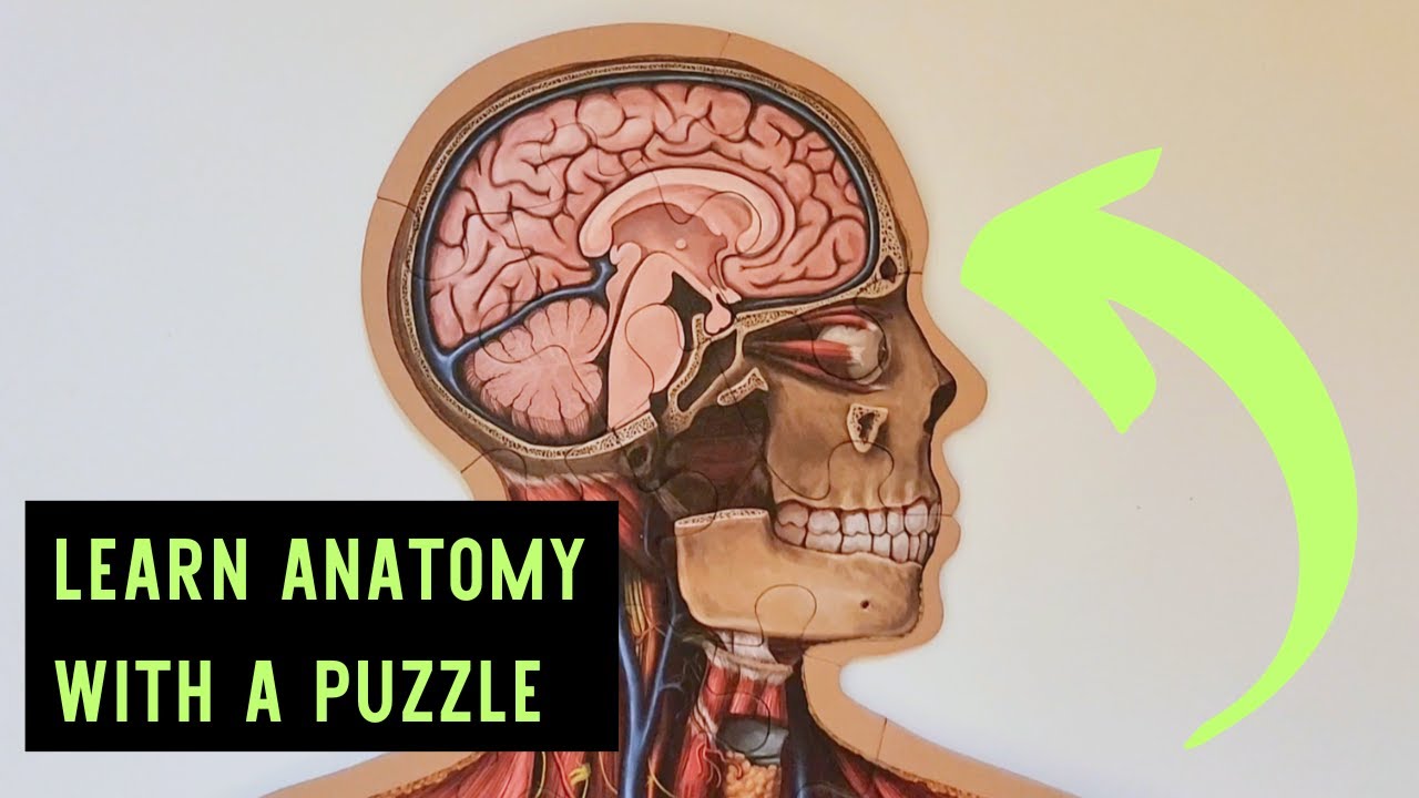 Learn Anatomy With the Human Body Puzzle By Dr. Livingston Jr - YouTube
