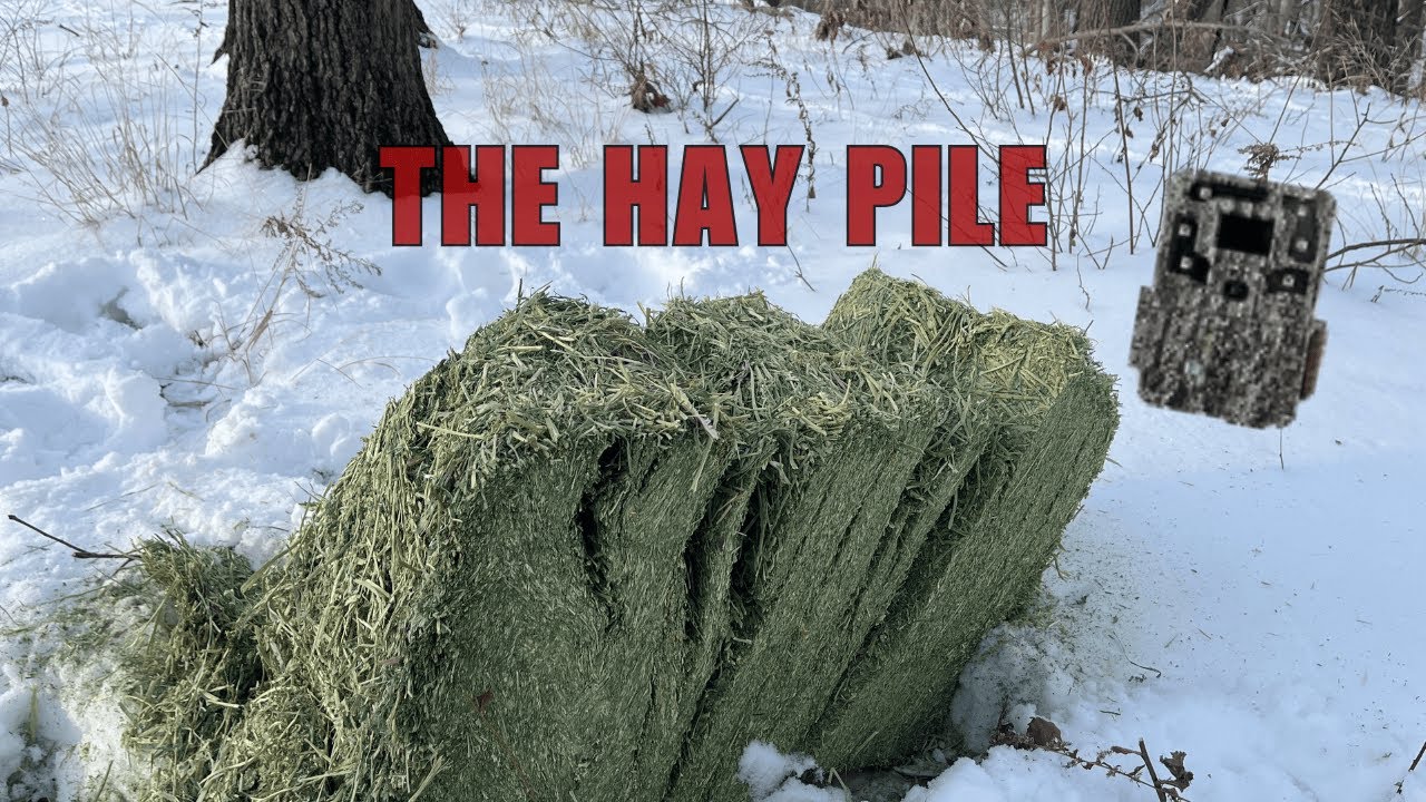We Left a PILE OF HAY in the Woods, Watch What Happens: Trail Camera ...
