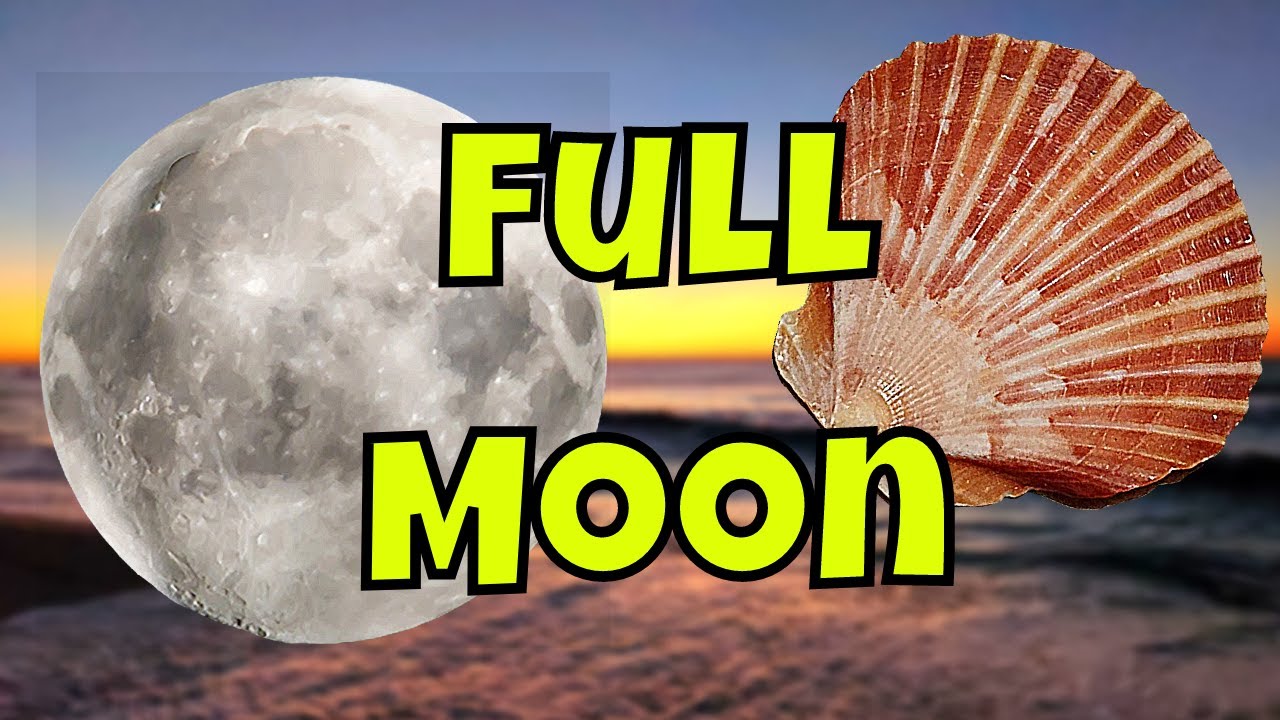 Foggy Full Moon Shelling 🌕 - YouTube