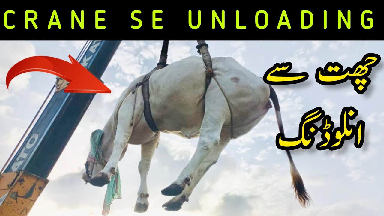 Crane Se Unloading | Chaat Se Unloading | Cow Is Being Lifted ...
