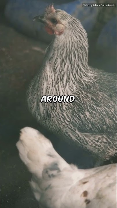 POV chicken #pov #chicken - YouTube