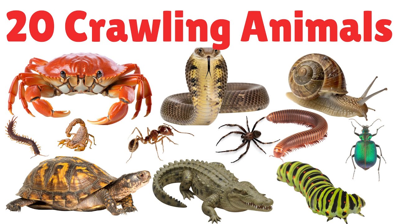 20 Crawling Animals Name in English Learn Crawling Animals for Kids ...