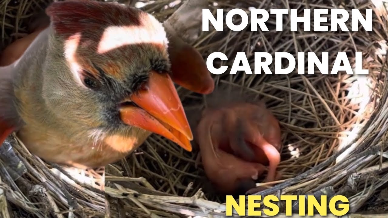 Northern Cardinal 🐣 first day after HATCHING - YouTube