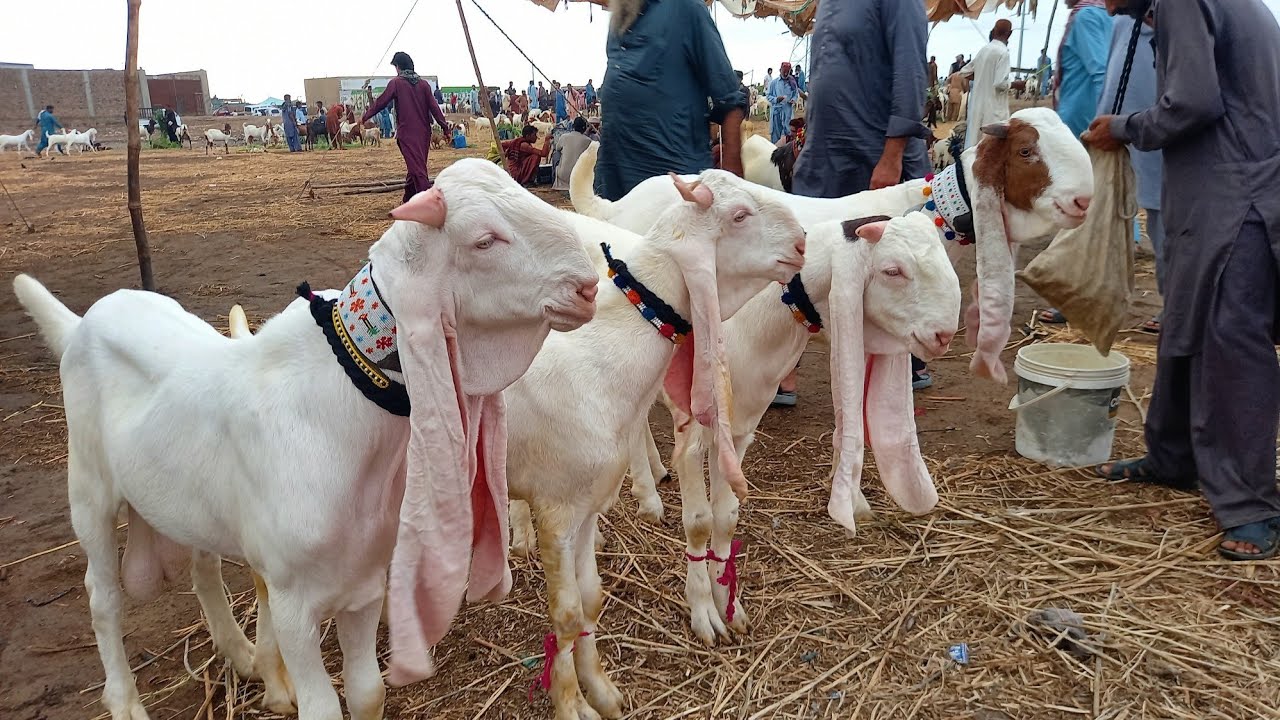 Latest Price updates of Hyderabad bakra Mandi || Bakra market - YouTube