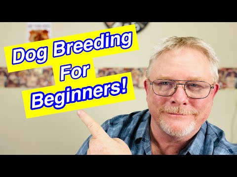 How To Breed Dogs - 5 Tips For Beginners!