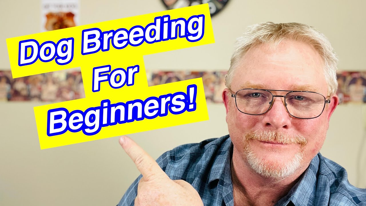 How To Breed Dogs - 5 Tips For Beginners! - YouTube