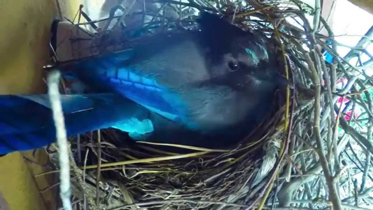 Steller's Jay nesting with newborn chicks, time lapse. 5/04/2014 Daddy ...