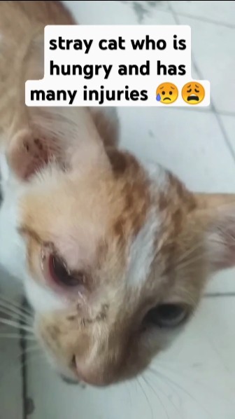 stray cat who is hungry and has many injuries 😥😩 #cat #rescuecats # ...