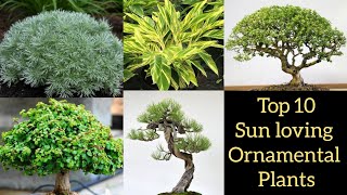 Top 10 permanent sun loving ornamental plants, All season hardy plants for pots, garden plants