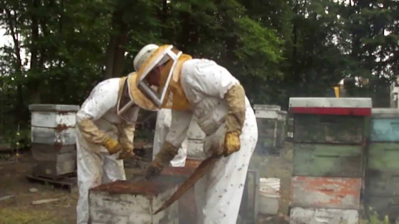 Beekeeping, Beekeepers at Work Supering Beehives for Honey Production ...