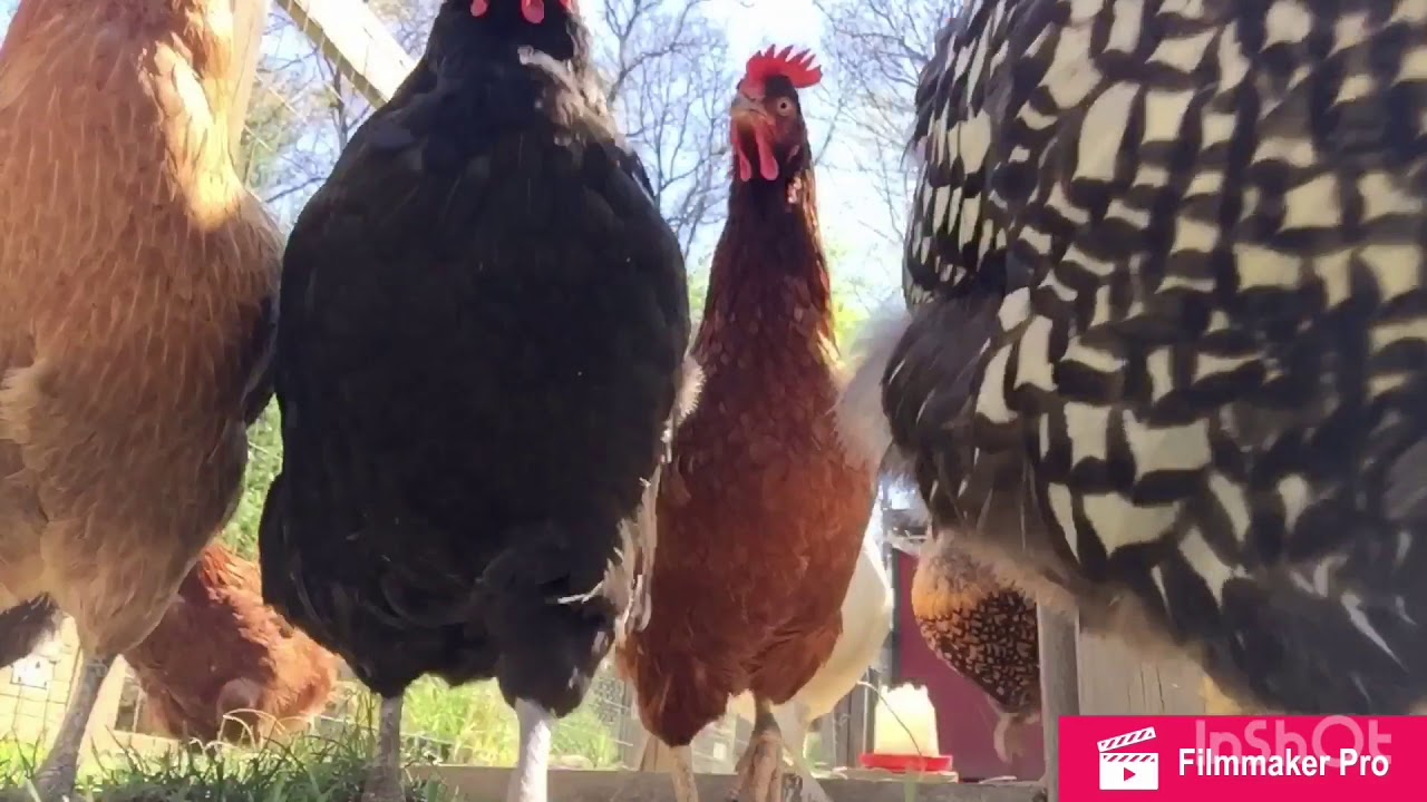 Chickens having fun in the sun - YouTube
