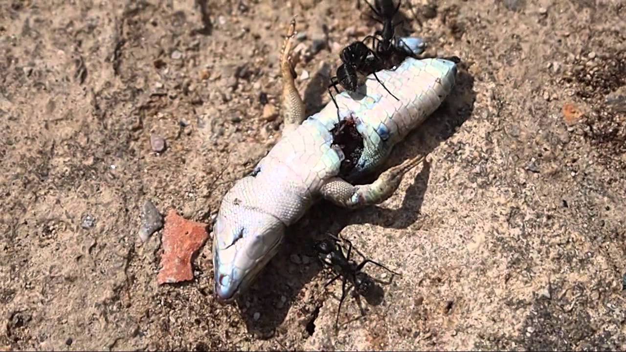 Giant Italian ants eating dead lizard - YouTube
