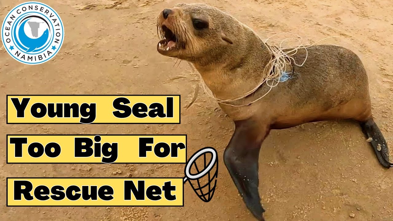Young Seal Too Big For Rescue Net - YouTube