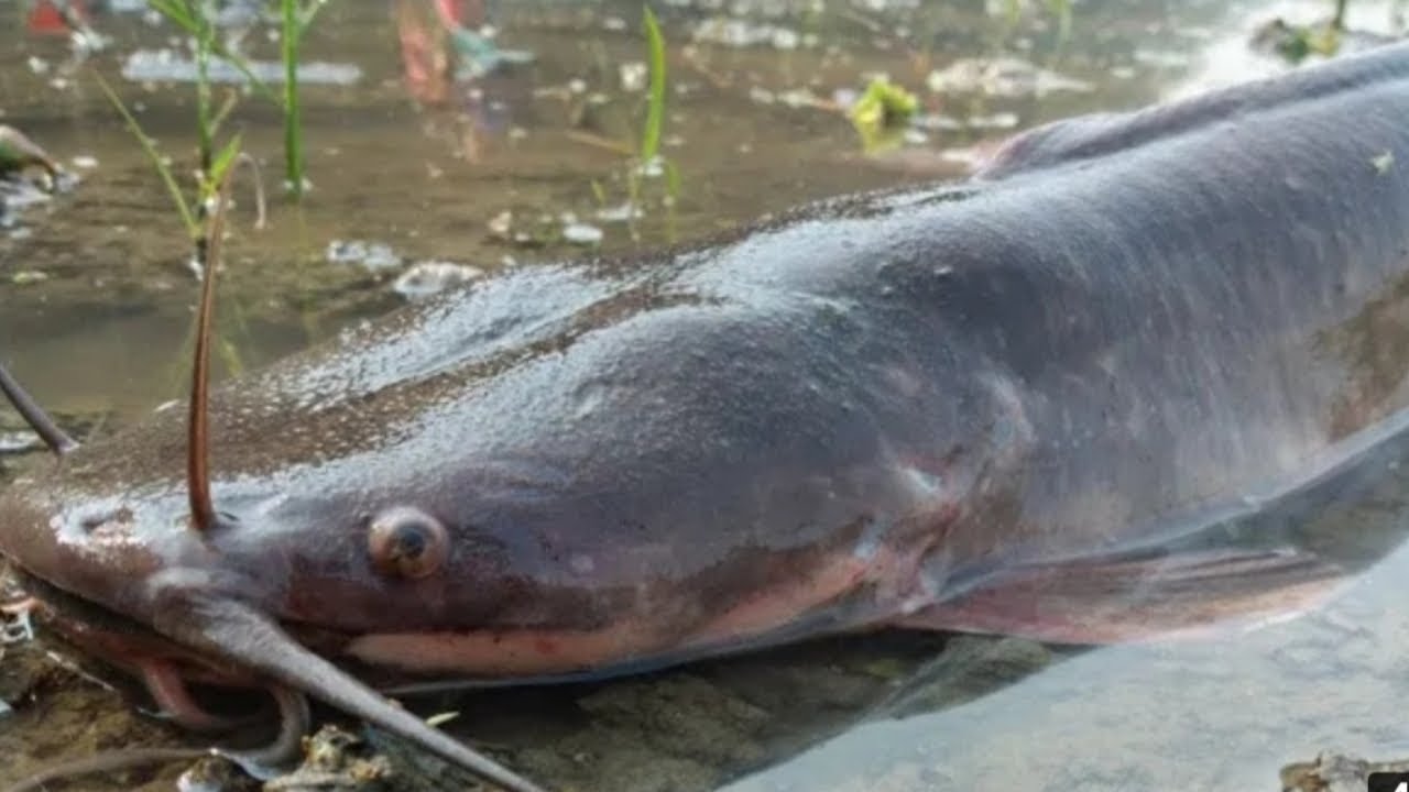Best Hand Fishing Method- Traditional Catches A Lots Of Catfish In ...