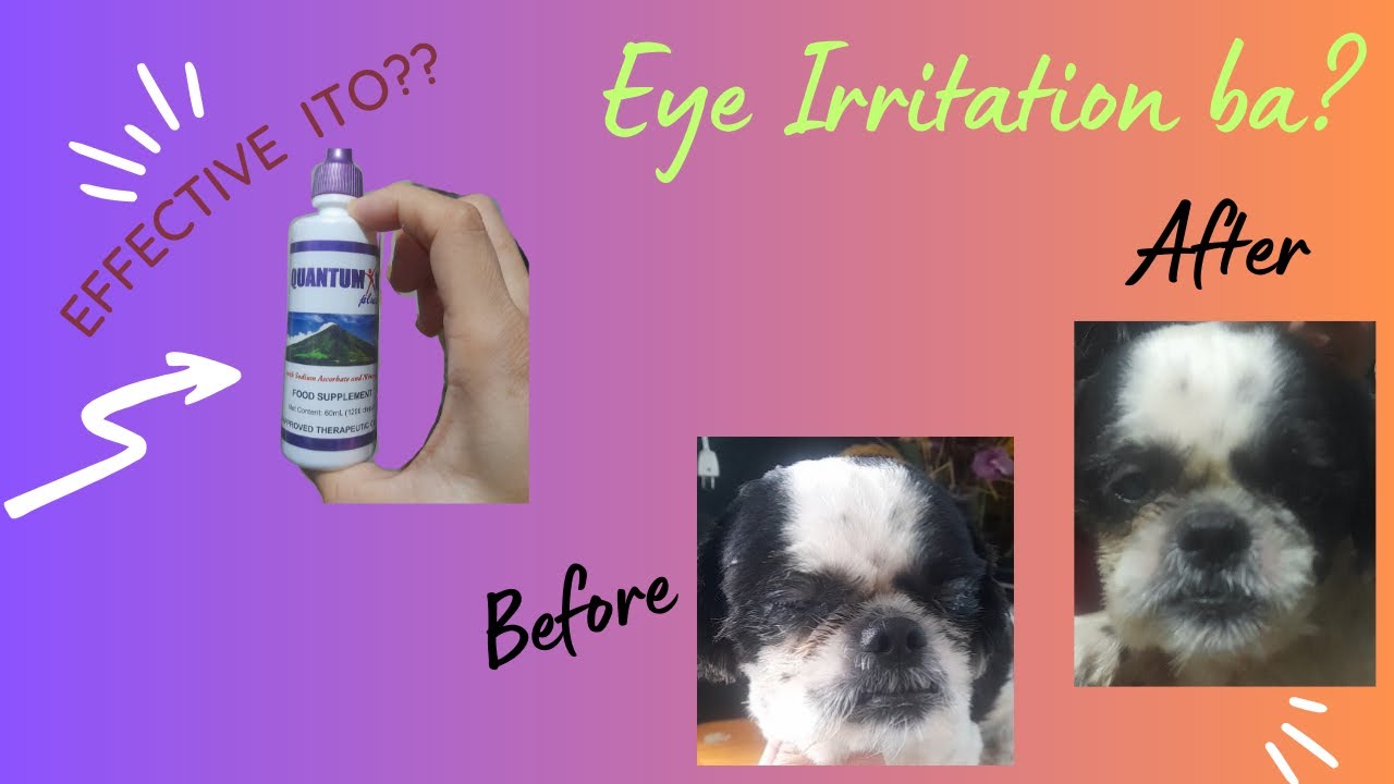 Herbal remedy para sa namamaga at namumulang mata ng aso - YouTube