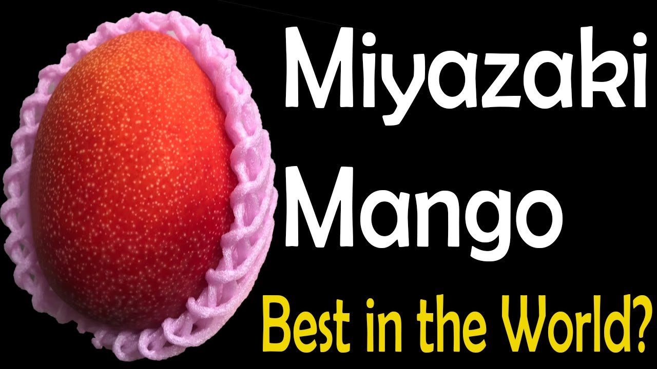 Legendary Japanese Miyazaki Mango - Best in the World? - YouTube