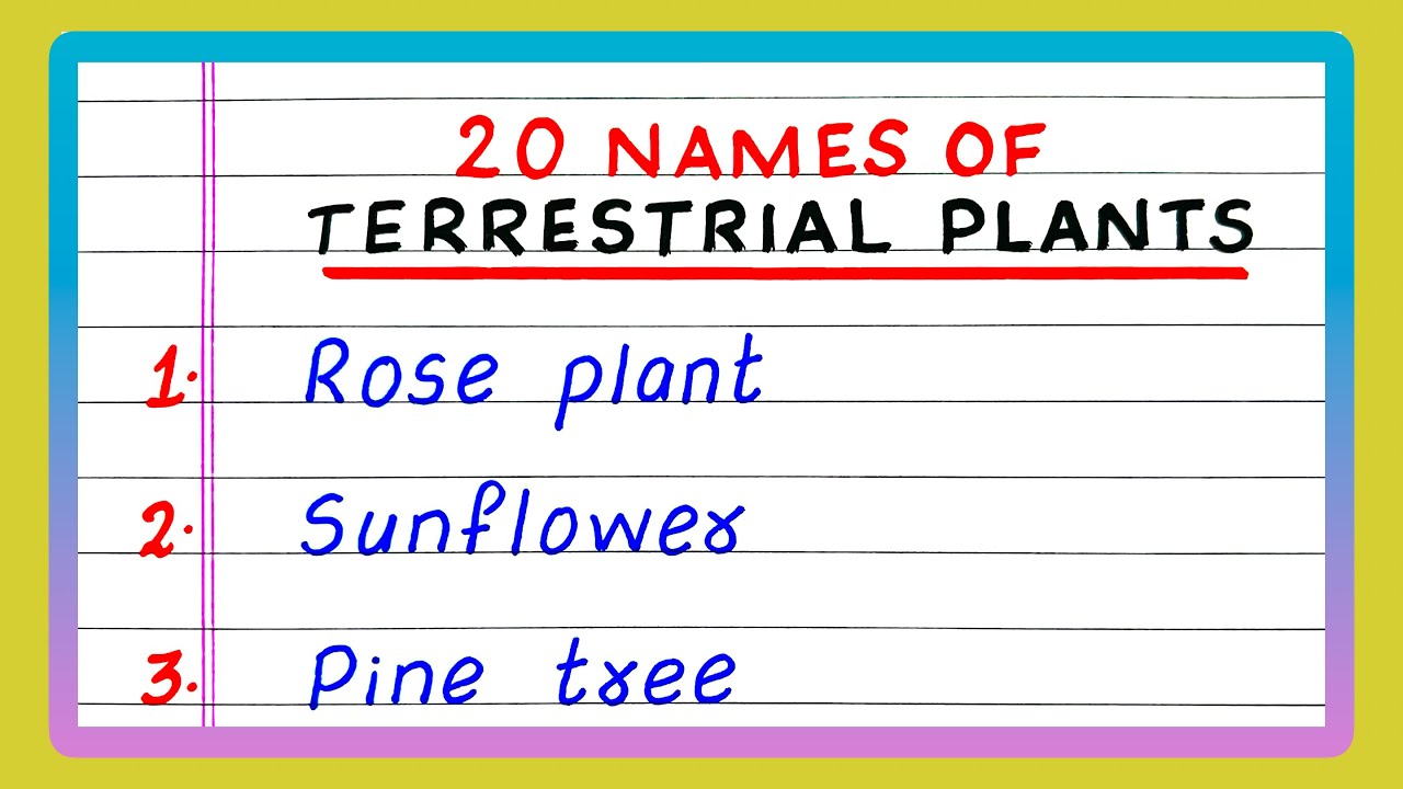 Names of Terrestrial Plants | 20 Names of Terrestrial Plants - YouTube