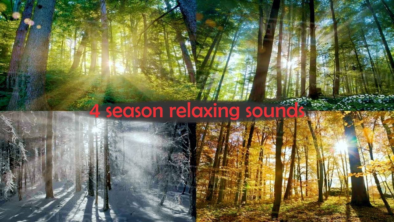 1 year sound timelapse - from spring to winter - epic sound journey - 4 ...