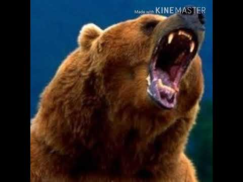 Grizzly Bear Roar 🐻 🔊 - YouTube