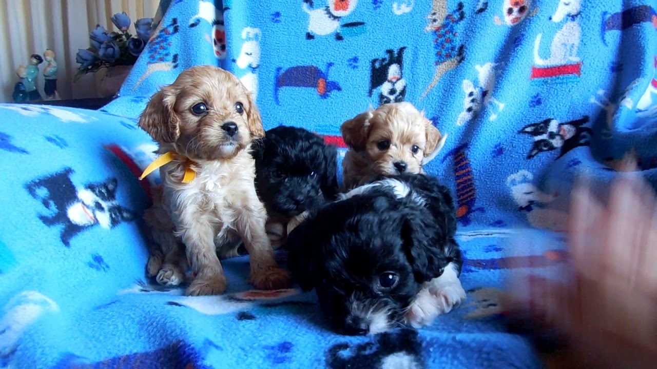 5 week old Cavapoo's - YouTube