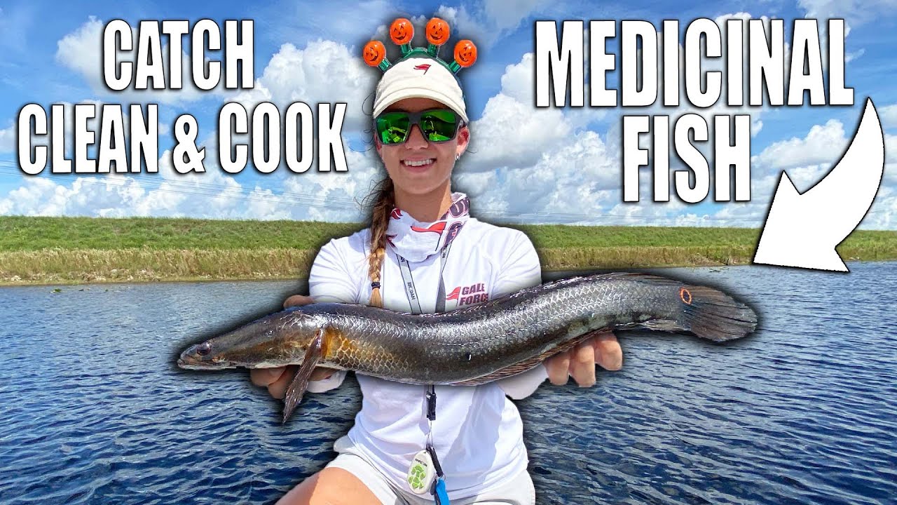 Invasive Fish with Medicinal Benefits - Catch Clean & Cook Snakehead ...