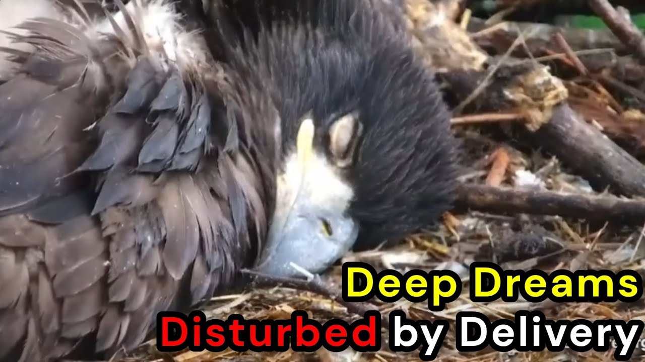 Deep Dreams Disturbed by Delivery. 6/3/25 - Mrs. T of Trempealeau, WI ...
