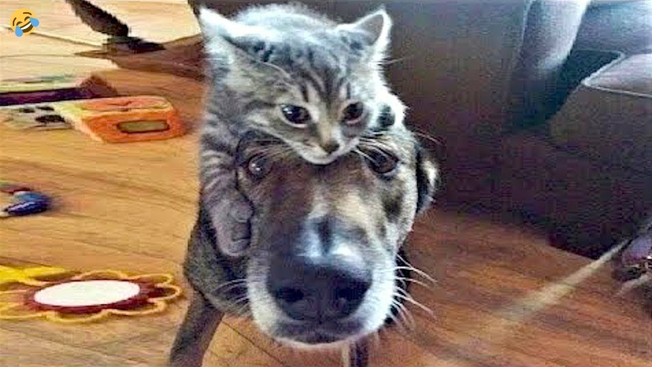 Best Funny Moments: Dogs and Cats Being Silly Together - YouTube