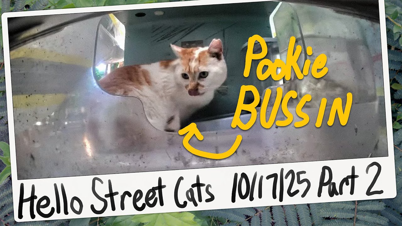 We Spotted Pookie BUSSIN at the Back Bowl! 😺💞 Hello Street Cat Archive ...