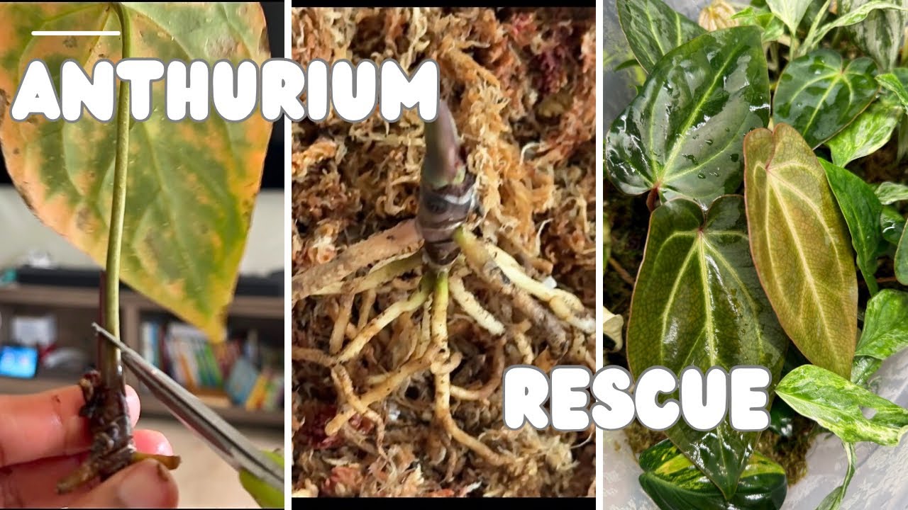 Saving My Dying Anthurium! Root Rot Treatment, Care Tips & Propagation ...