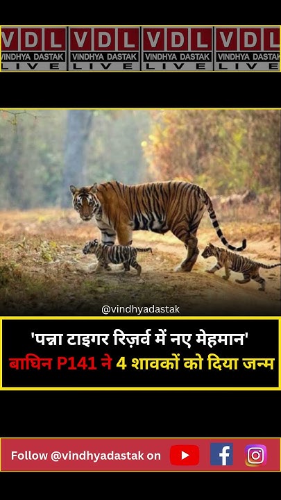 पन्ना टाइगर रिजर्व में 1 साल बाद आए नन्हें मेहमान, बाघिन P141 ने 4 शावकों को दिया जन्म। - YouTube