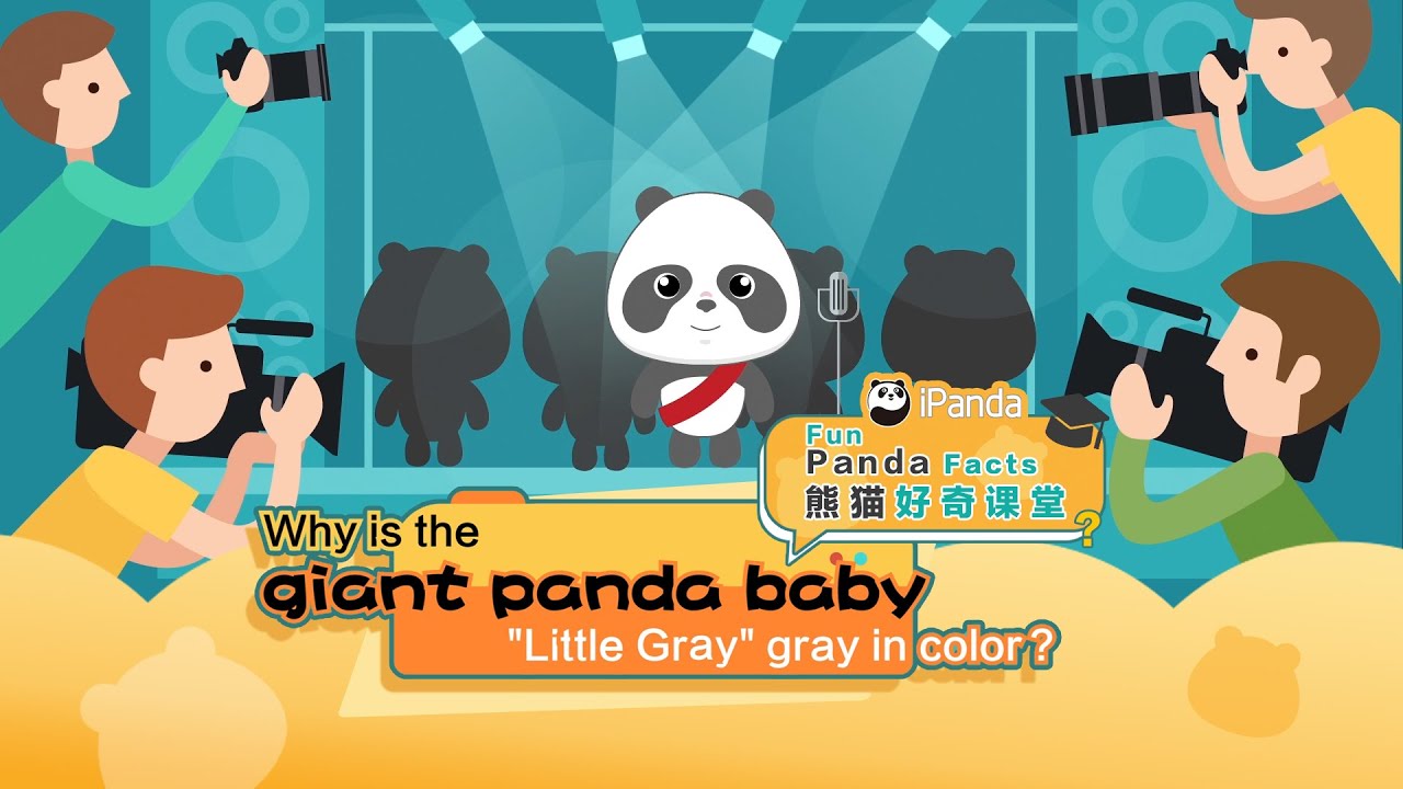 Why Is The Giant Panda Baby “Little Gray” Gray In Color? | iPanda - YouTube