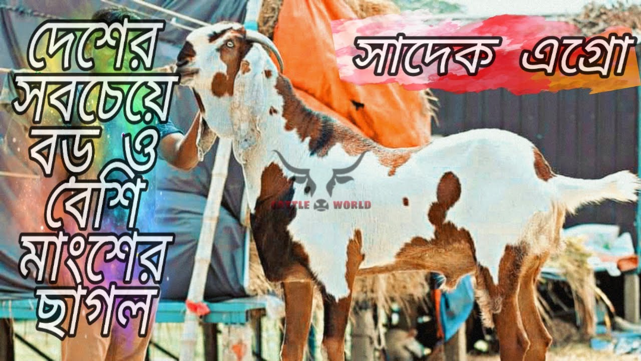 লাখ টাকার খাসি | দেশের সবচেয়ে বড় এবং দামী খাসি | সাদেক এগ্রো | Bitol ...