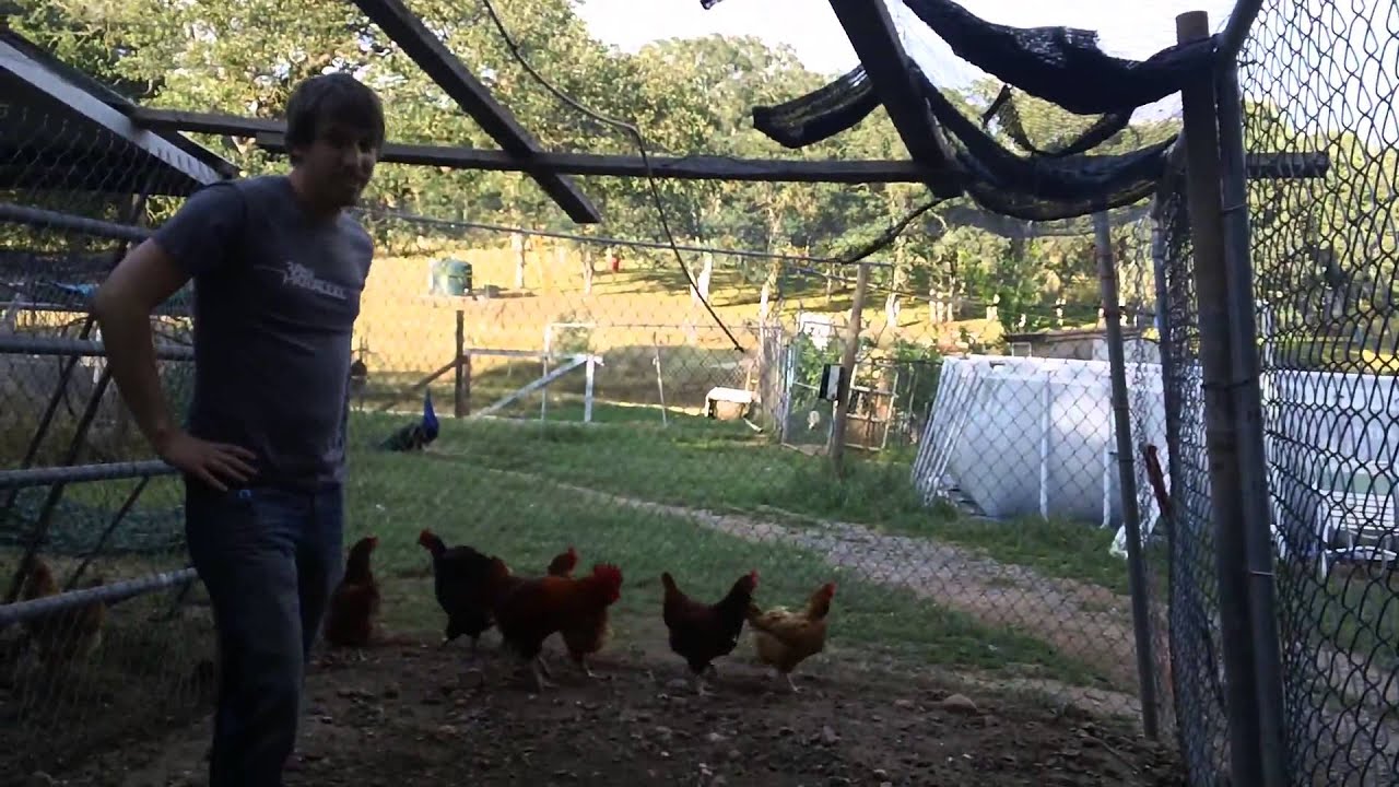 Farm Kid Rooster Fail - YouTube