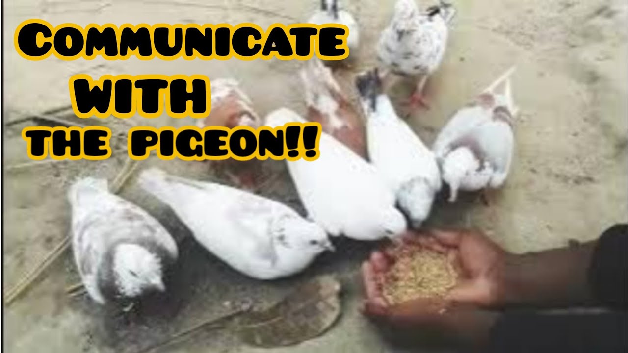 Communicate with the pigeon!! - YouTube