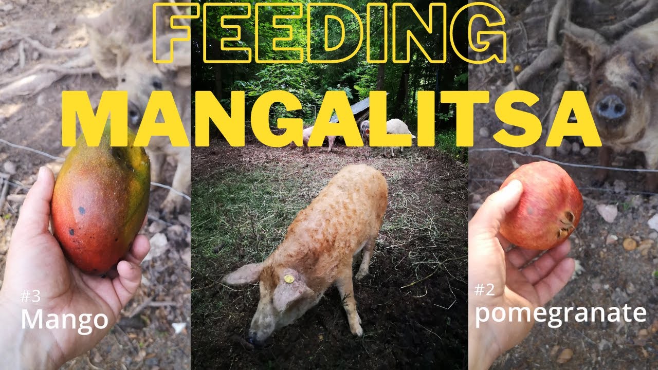 Feeding 10 foods to a Mangalitsa Pig - YouTube
