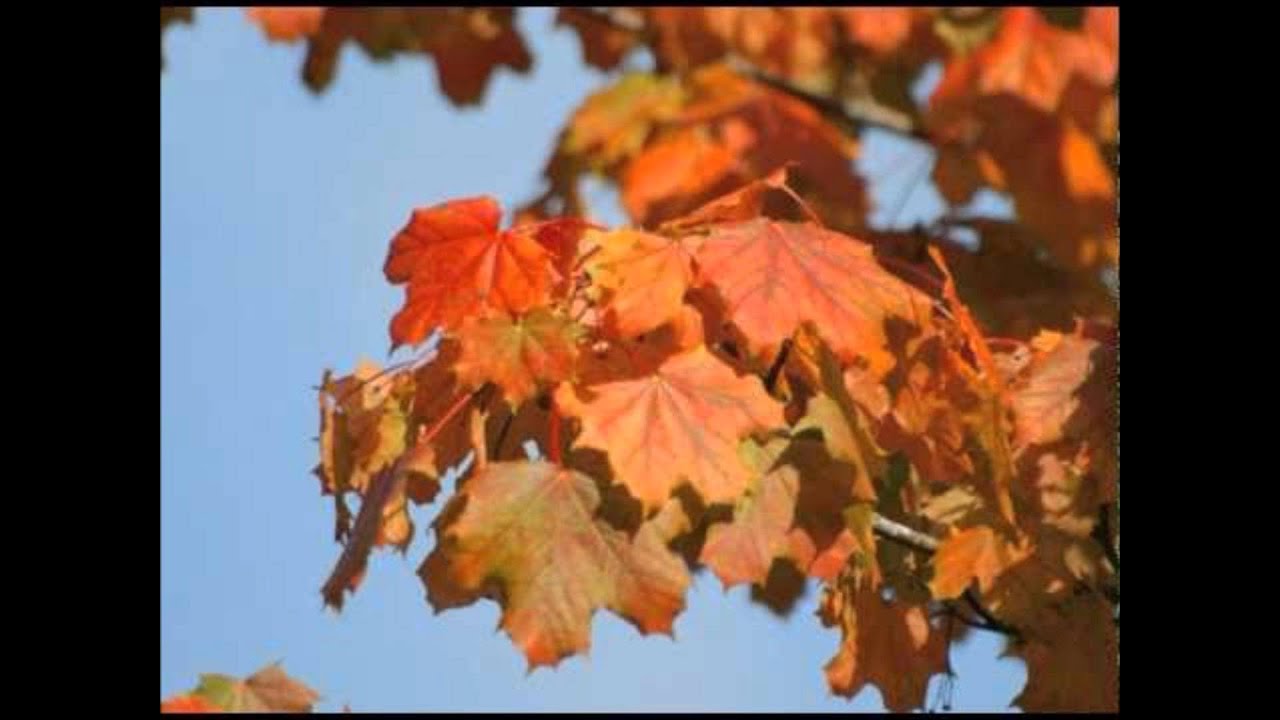 Antonio Vivaldi - L'Autunno / L'Automne / The Autumn - YouTube