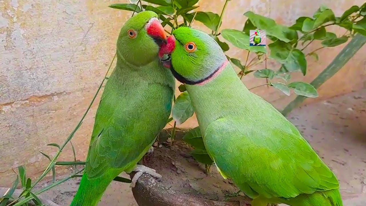 Ringneck Talking Parrots Enjoying Morning Time | Cute Funny Green ...