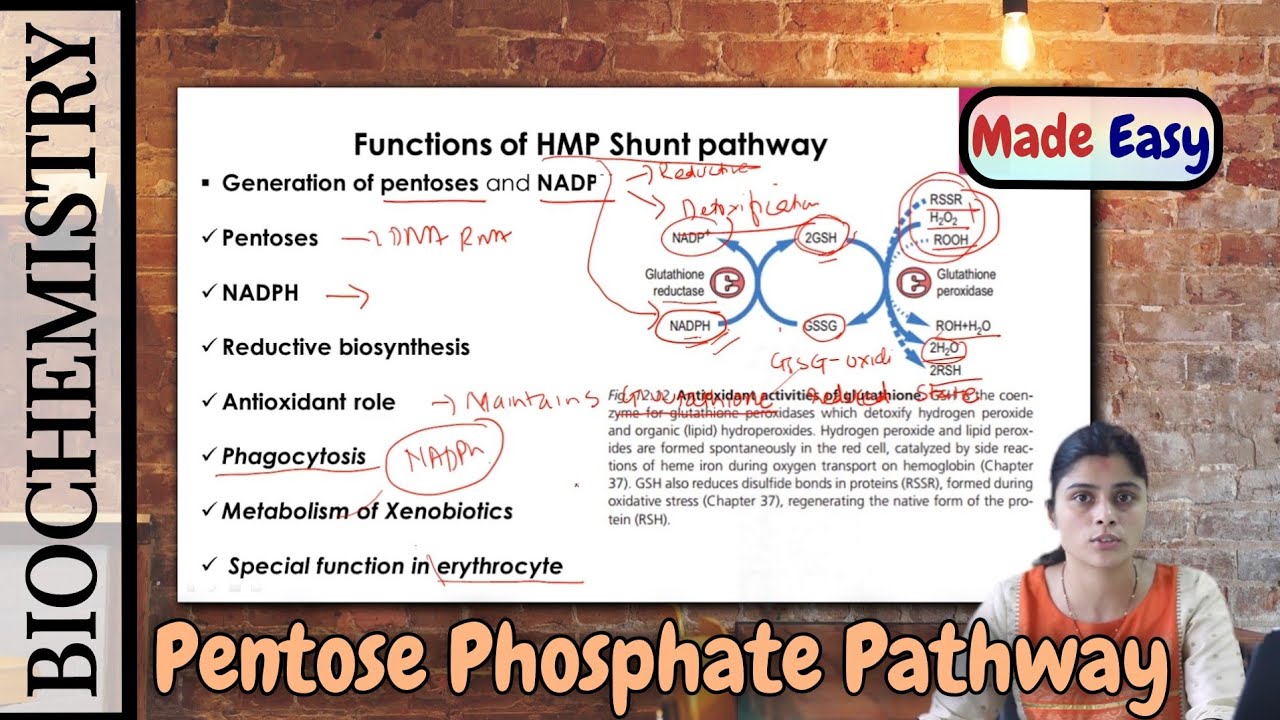Biochemistry | Understanding Pentose Phosphate Pathway or HMP Shunt ...