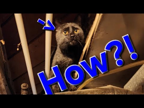 HOW IS ARI UP THERE?!!? #cats #arigato #arigorn - YouTube