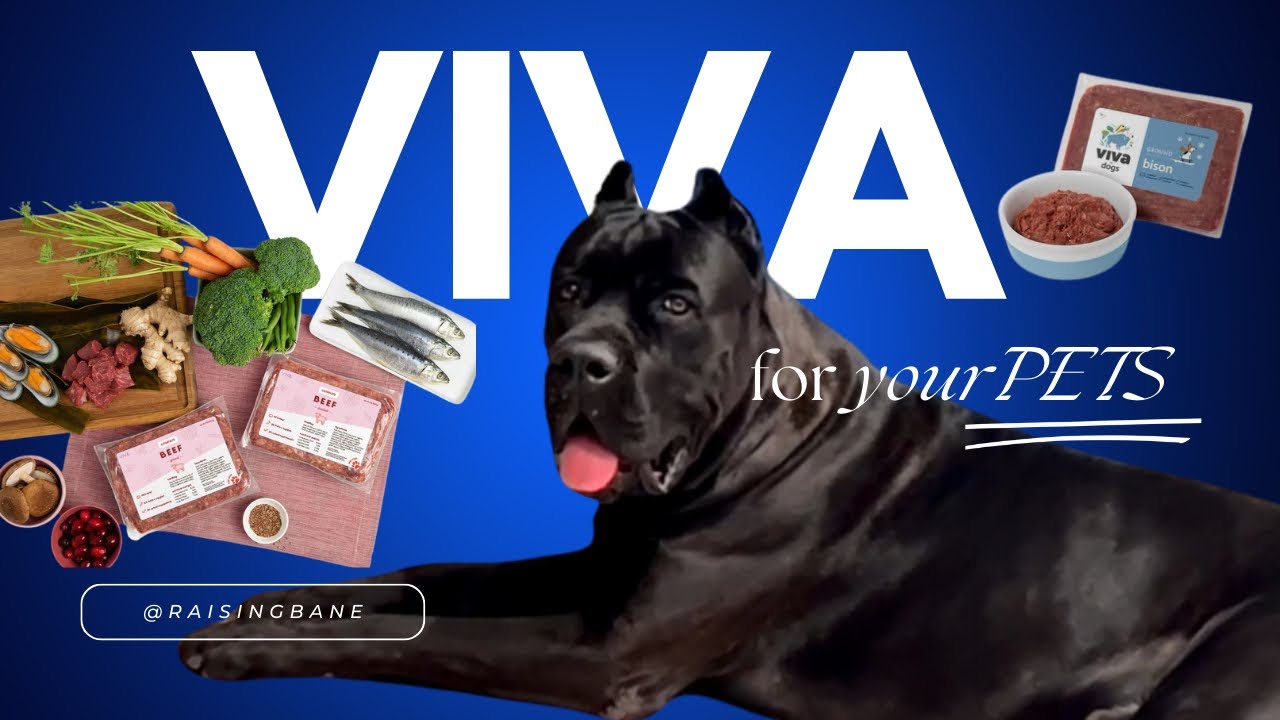 Feeding Frenzy: Bane the Cane Corso's Epic Unboxing of Raw Pet Food! # ...