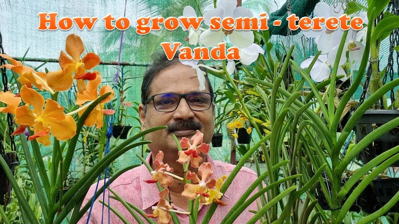 HOW TO GROW SEMI TERETE VANDA BY DR L JOSE - YouTube