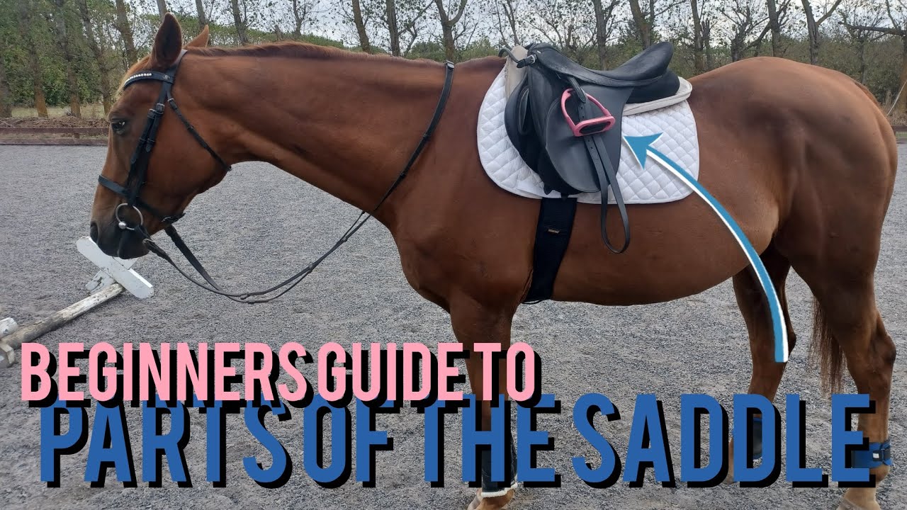 Beginners Guide to Parts of the Saddle ~ AS Equestrian - YouTube