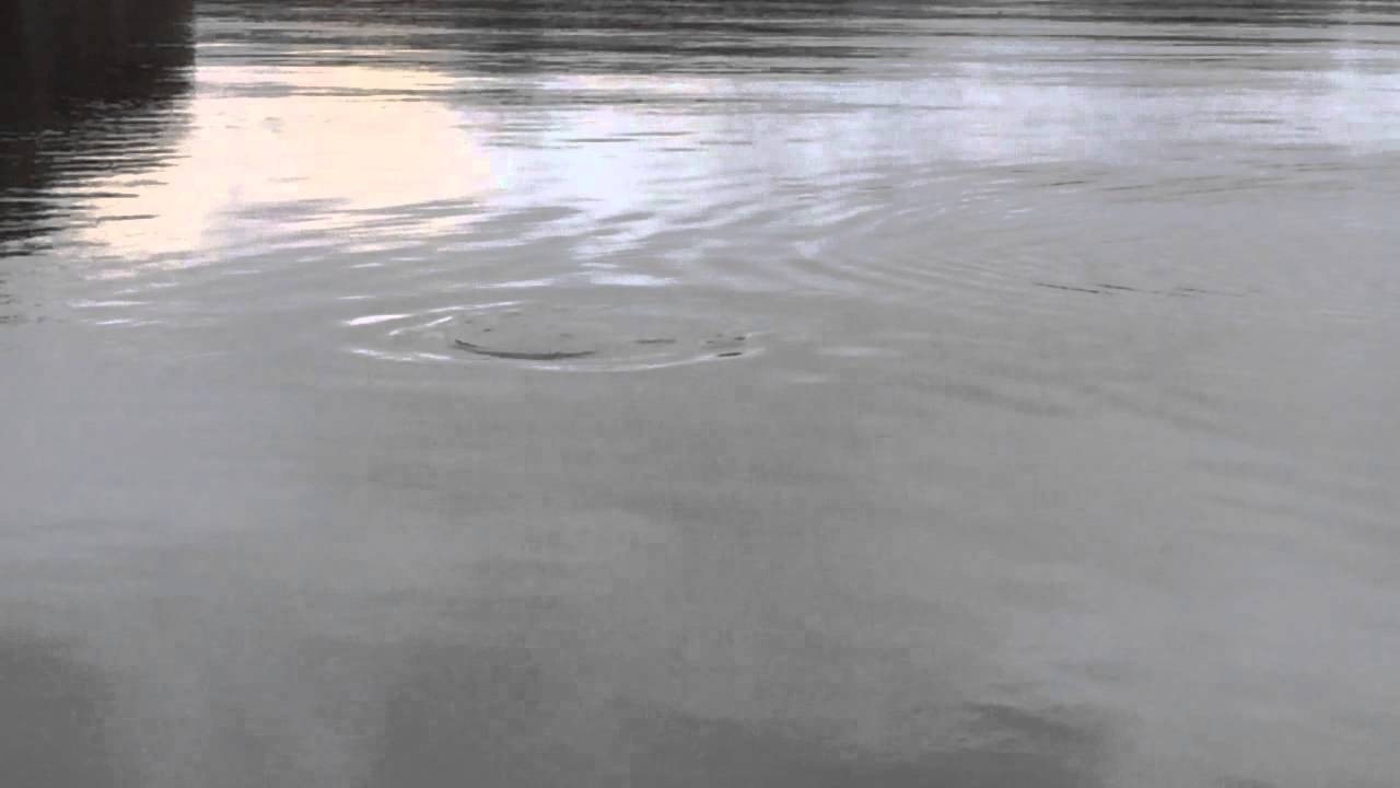 Dolphin - Delfin/Nise i Spildapollen i Sund ( Dolphin ) Norway - YouTube