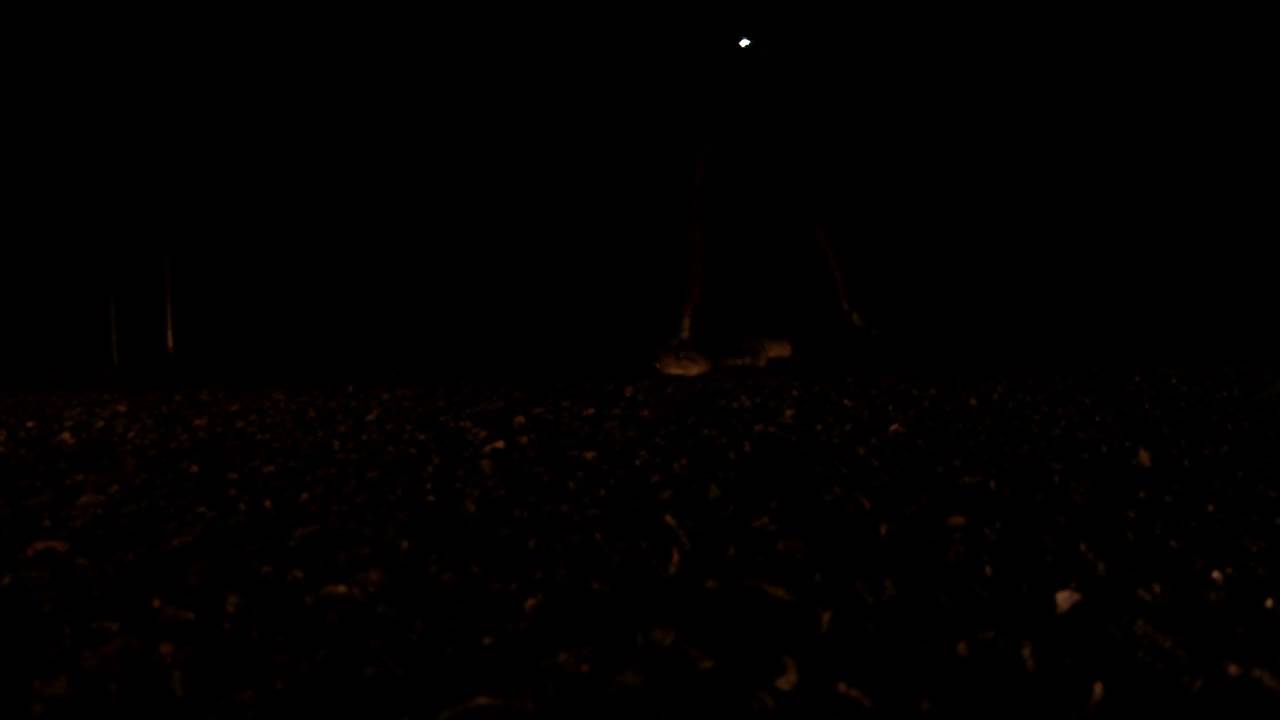 Baby Scrub Python - YouTube