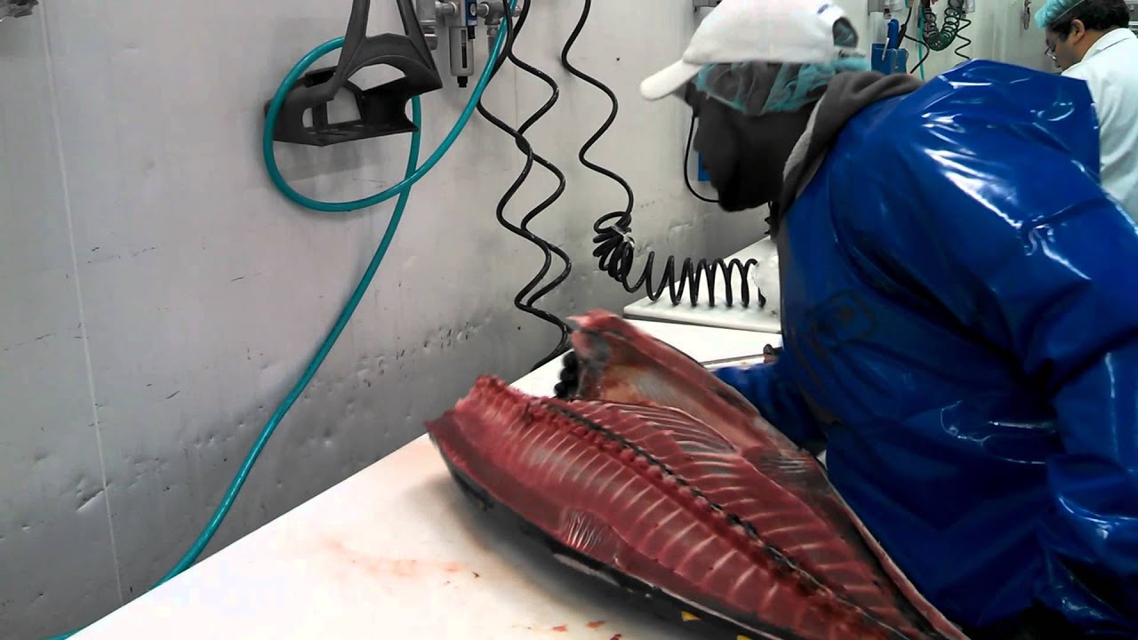 Yellow fin tuna process - YouTube